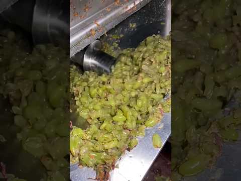 Wine Making Prosess😱😱 || देखिये शराब कैसे बनता है || #shorts #shortsfeed #winemaking