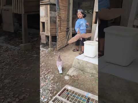 burungnya mulai giring lagi ni gesss #viral #shorts #fyp #merpatiku