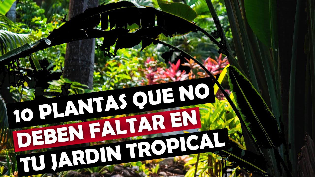 10 PLANTAS que no deben faltar en tu JARDIN TROPICAL