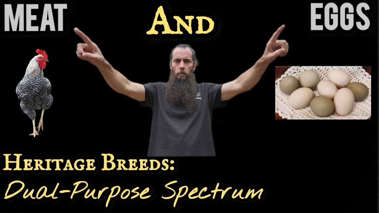 Heritage Breed Chickens: The Dual-Purpose Spectrum (and a BONUS Bird!)