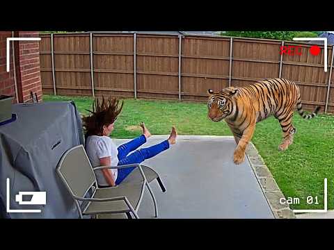 Shocking Moments Animals Invading Cities Caught on Camera π Funniest Animal Videos 2025