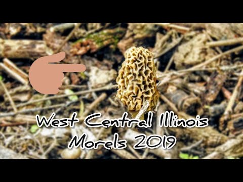 Mushroom Hunting In Illinois! - Morel Mushroom Hunting