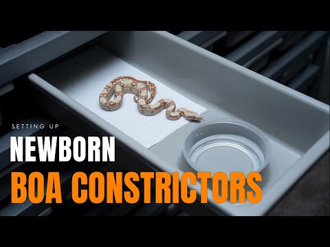 Baby Boa Constrictors, What next?
