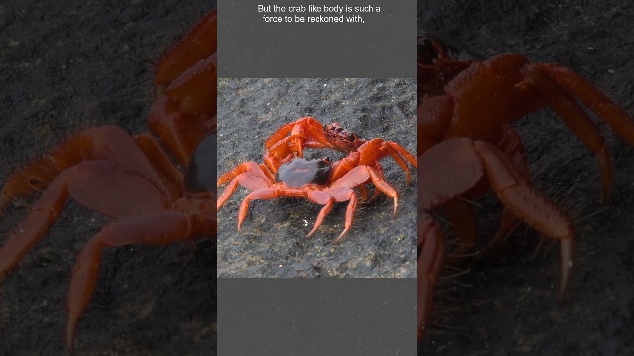 Eventually Everything Turns into a Crab #evolution #invertebrates #wildlife #animals #nature
