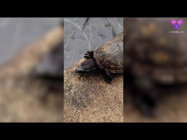 Captan el increíble viaje de una pequeña tortuga trepando por una pared