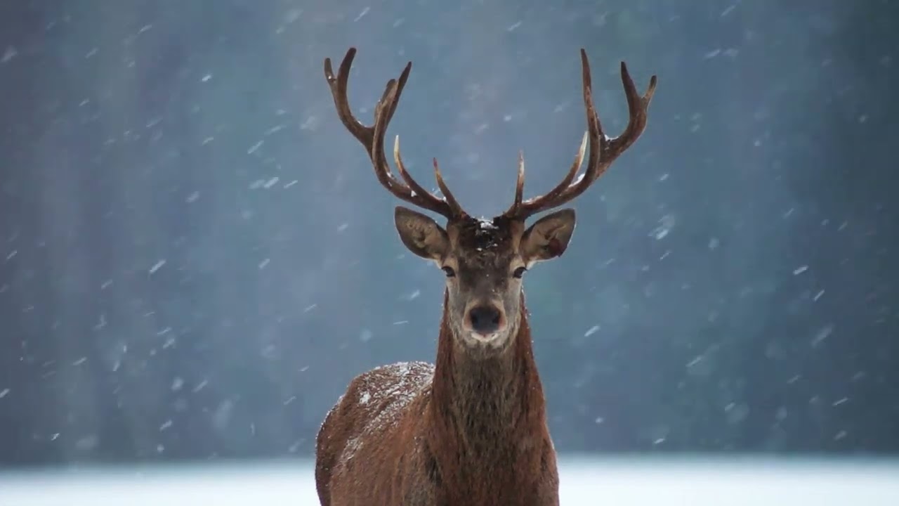 Winter Deer Live Wallpaper HD