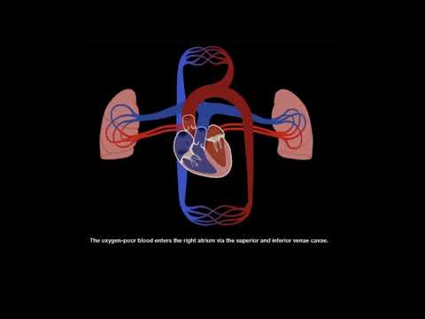 Systemic vs pulmonary circulation