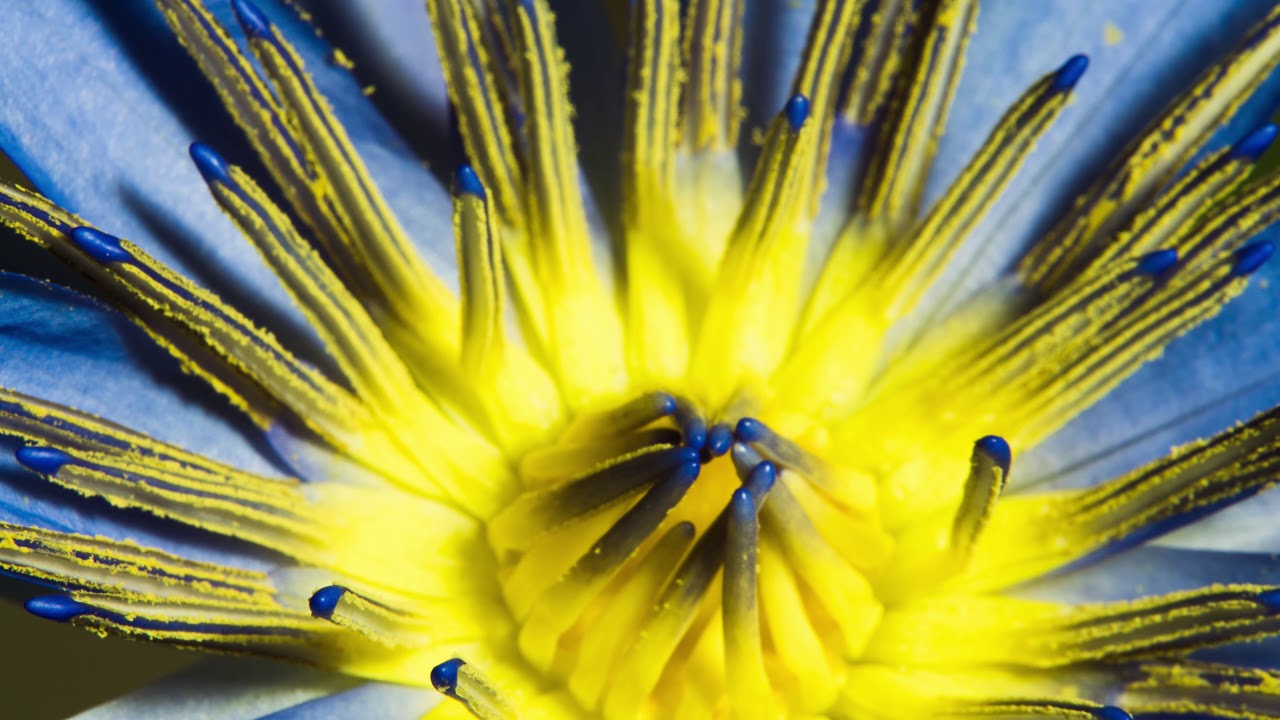 Blue Lotus Lily  opening - Timelapse