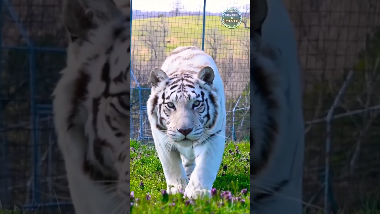 😲🙀The GREATEST and MOST AMAZING thing you'll see today. White Tiger and Golden Tiger. #shorts #vi...