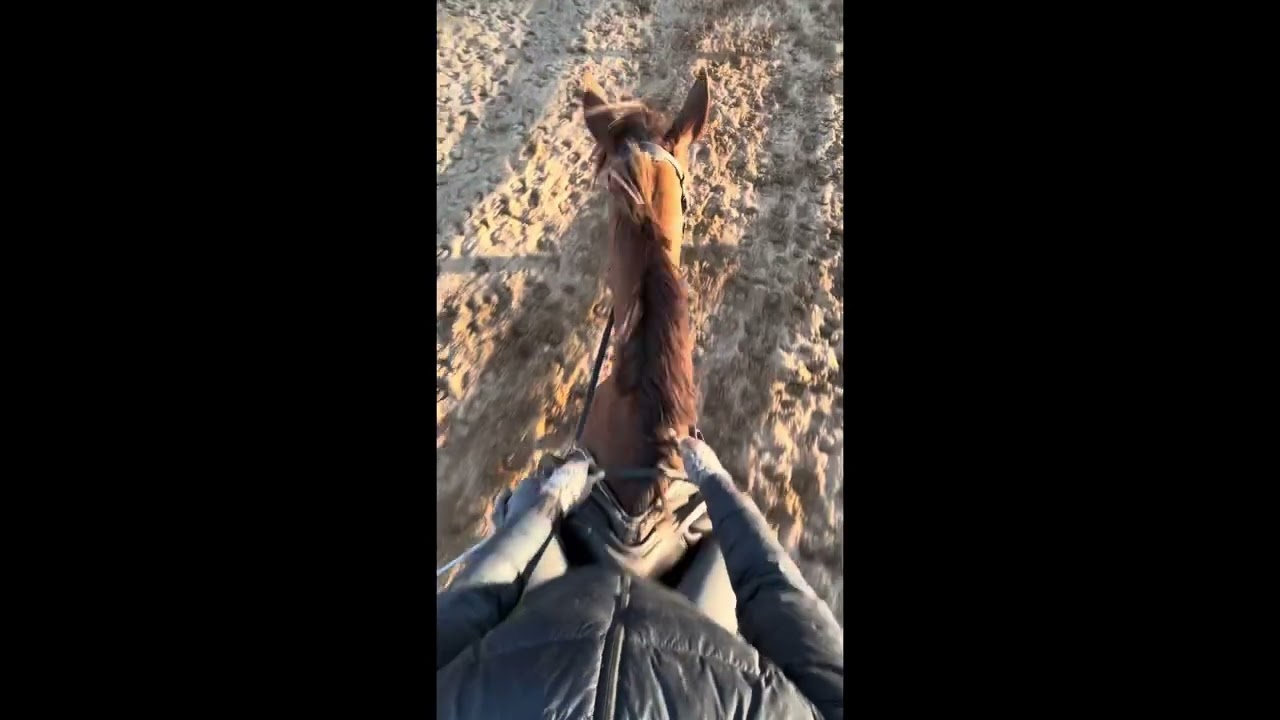 Thoroughbred Logic: The Disappearing Triangles… | HORSE NATION