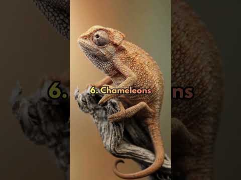 Top 10 Animals With The Best Eyesight #animals #shorts