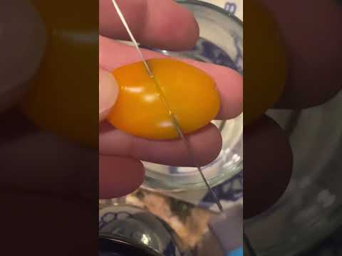 Saving tomato seeds from grocery store tomatoes! #plants #garden #seed #tomato
