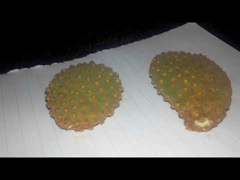 What is Callusing and why is it required for propagating succulents and cactuses