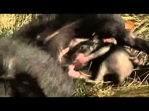 Mutant Planet Tasmanian Devil