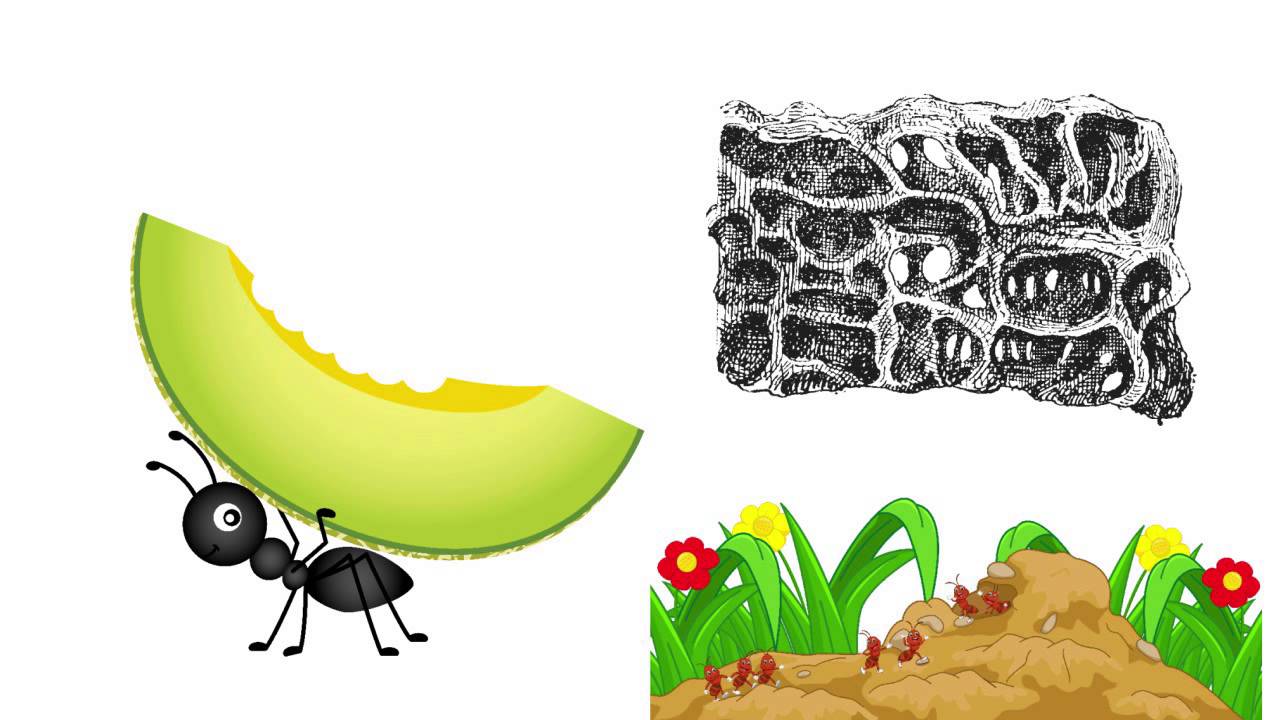 Interesting Facts About Carpenter Ants