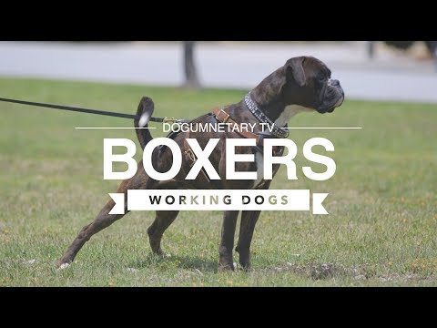 Boxer - Informatie, Karakter, Verzorging en Training - Hondencentrum