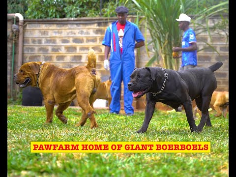 How we breed and raise healthy and pedigree Boerboels dogs @PAWFARM KENNEL home of Giant Boerboels
