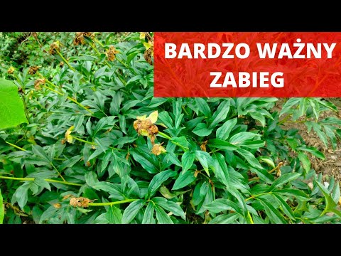 Jak zadbać o przekwitłą piwonie?co zrobić z przekwitniętą piwonia?