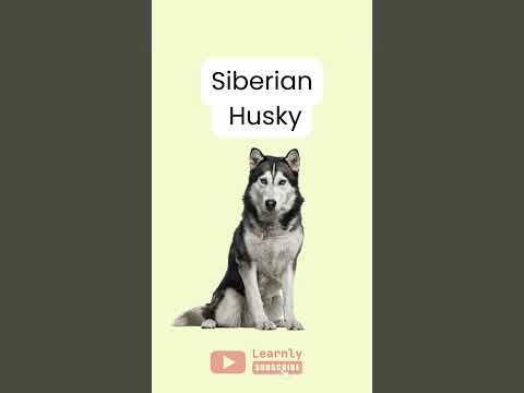Vocabulary Made Easy: #English #funny #vocabulary #synonyms #words #idioms #slang #expressions