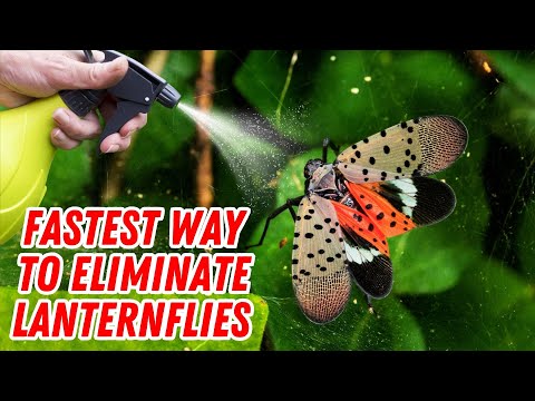 How to Stop Spotted Lanternflies from Ruining Your Trees & Garden