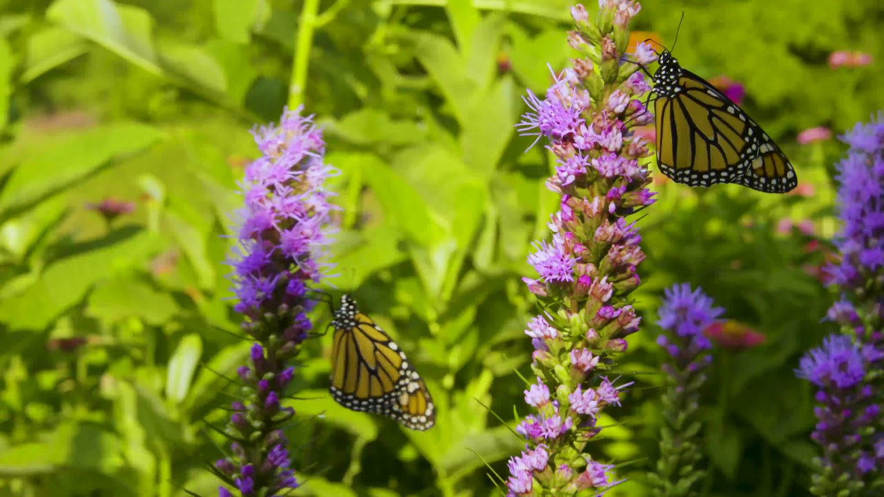 Monarch Butterfly Fall Migration