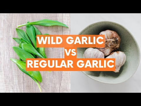 Why to Use Wild Garlic Instead of Regular Garlic?