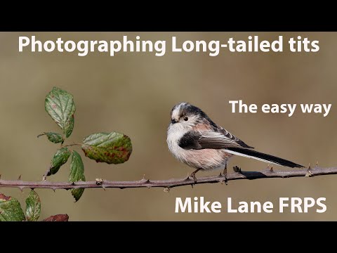 Photographing Long-tailed tits the easy way