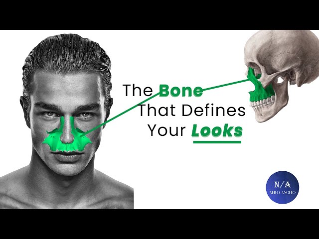 The Maxilla: The Key to Facial Attractiveness | Galaxy.ai