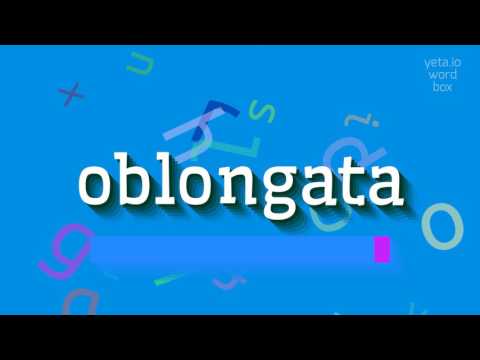 How to say "oblongata"! (High Quality Voices)