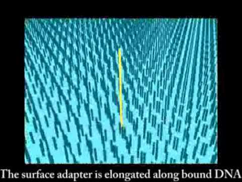 Trimming Illumina sequencing adapters | Genomics Adventures