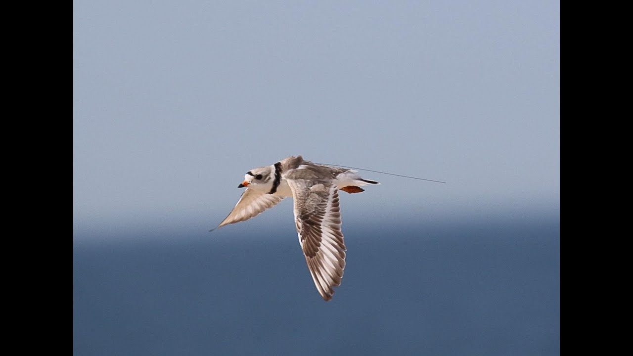 Revolutionizing Data Collection, One Bird at a Time