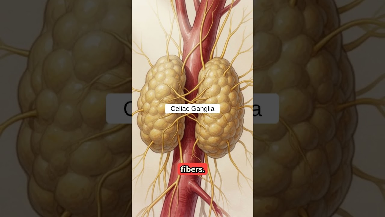 “Celiac Plexus Explained: Anatomy, Location & Key Functions”