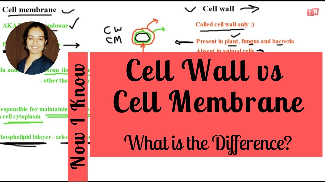 Cell Wall or Cell Membrane – What is the Difference?