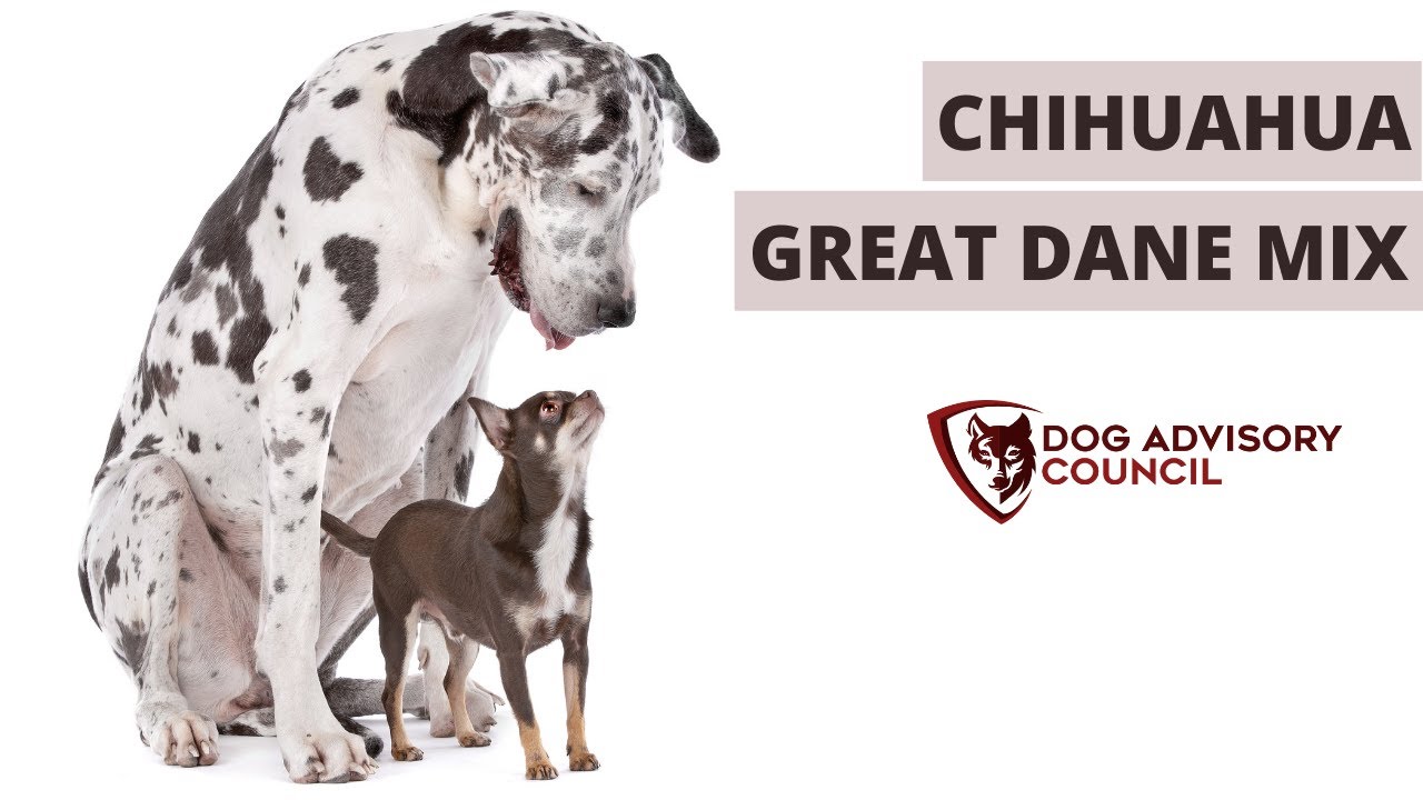 Chihuahua Great Dane Mix - All You Should Know