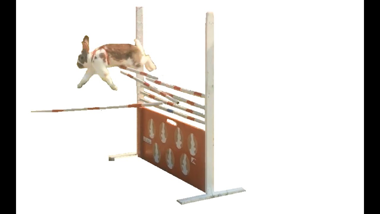 Rabbit Show Jumping Fails
