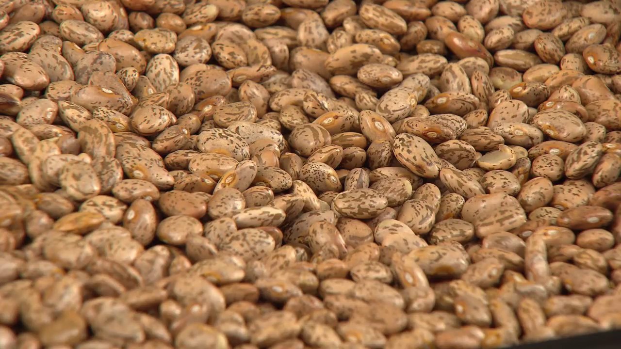 Preparing Beans in School Nutrition Programs