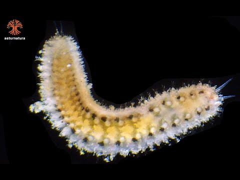 Pholoe inornata - 52258