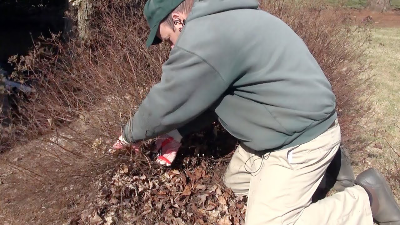 Renewal Pruning Spirea - Taming the Monster