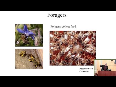 Hierarchy and Connectedness as Determinants of Health and Longevity in Social Insects