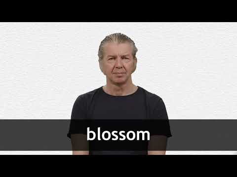 BLOSSOM definition and meaning | Collins English Dictionary