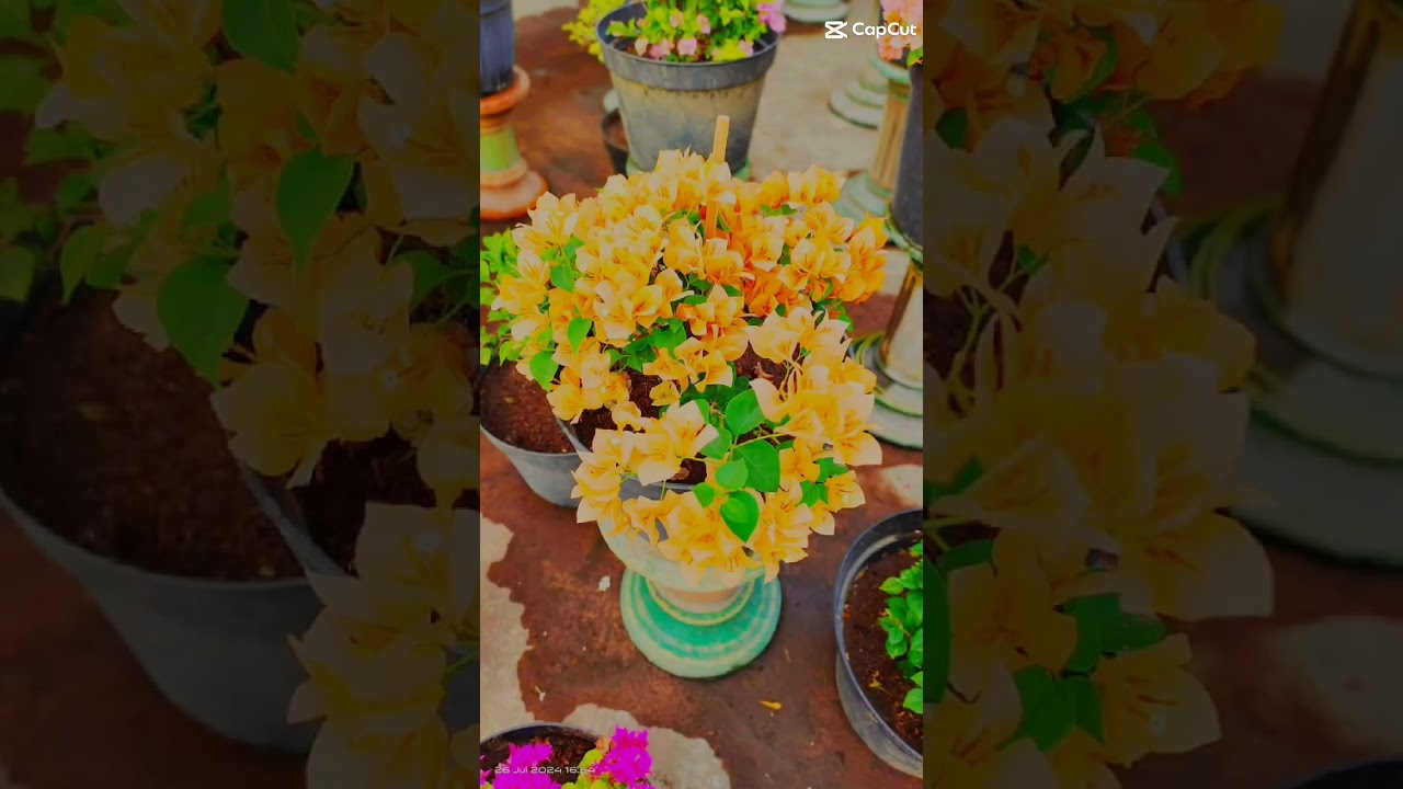 Bougenville full bunga #bougenville