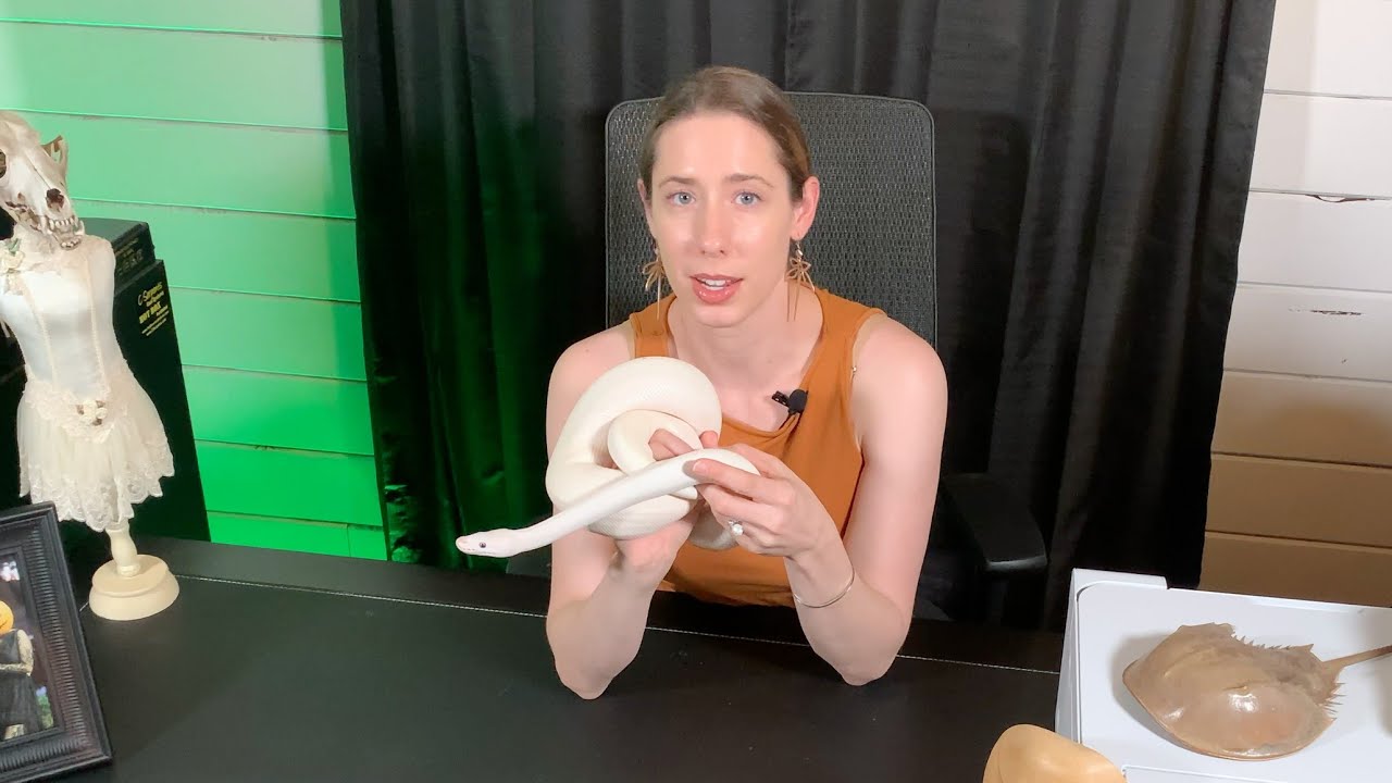 Meet Señor Chokey, our curious Lesser Mojave Ball Python! | Butterfrog Farms #11