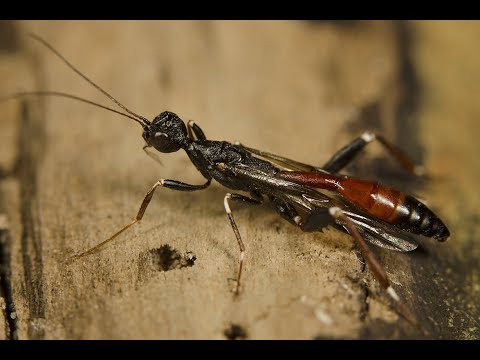 Rare wasps in the Netherlands, video | Dear Kitty. Some blog