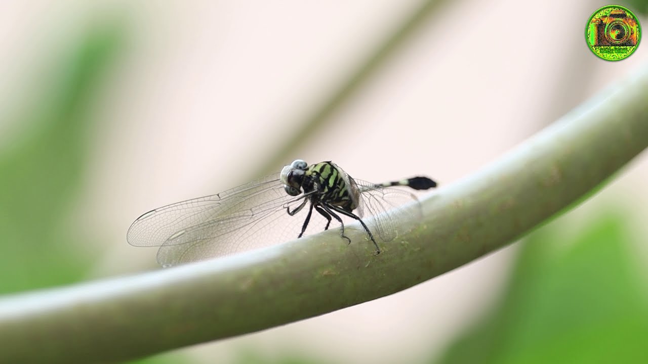 dragon fly video with natural background ||