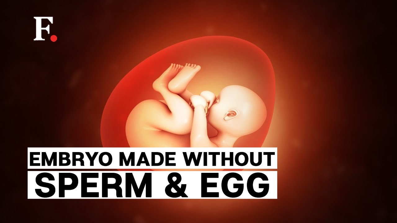 Scientists Create Artificial Human Embryo With a Heartbeat
