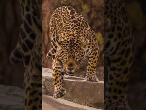 #short Jaguars animals ka amazing wallpaper status #Jaguar #naturalwallpaperstatus