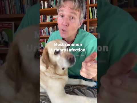 Dog Urinating Blood #Shorts