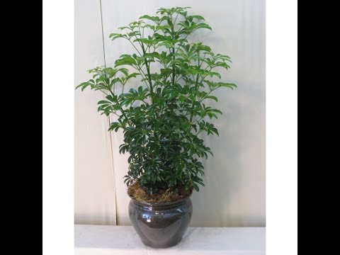 Schefflera plant Information