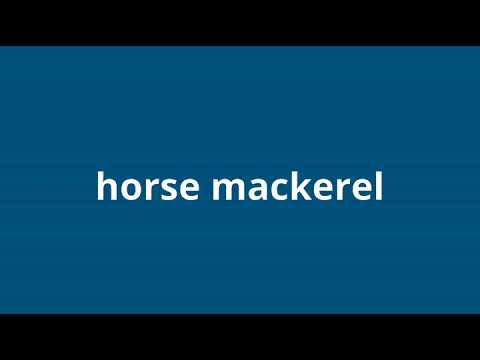 what is the meaning of horse mackerel