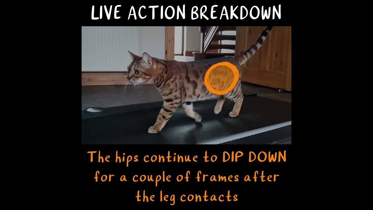 Cat Walk | LIVE ACTION CAT-NALYSIS